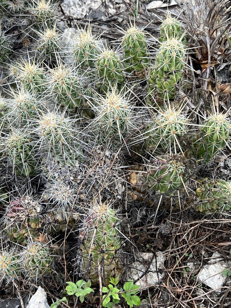 Echinocereus enneacanthus carnosus from IH-10 W, Sonora, TX, US on ...