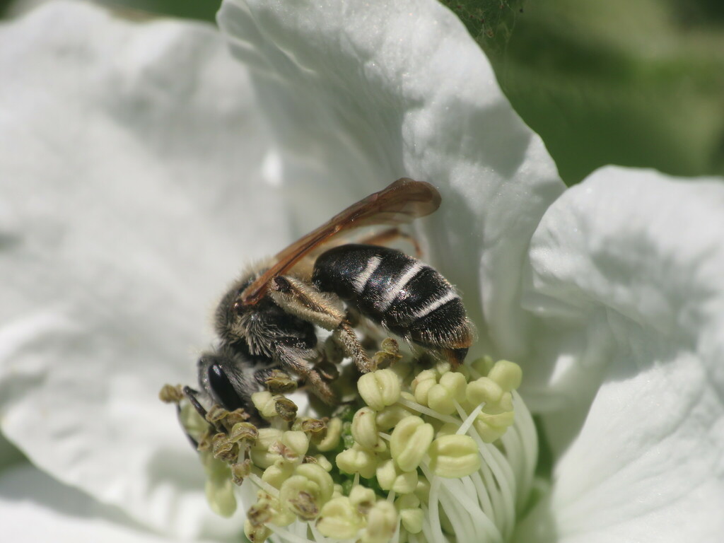 Nason's Mining Bee from Winnebago County, IL, USA on May 26, 2023 at 11 ...