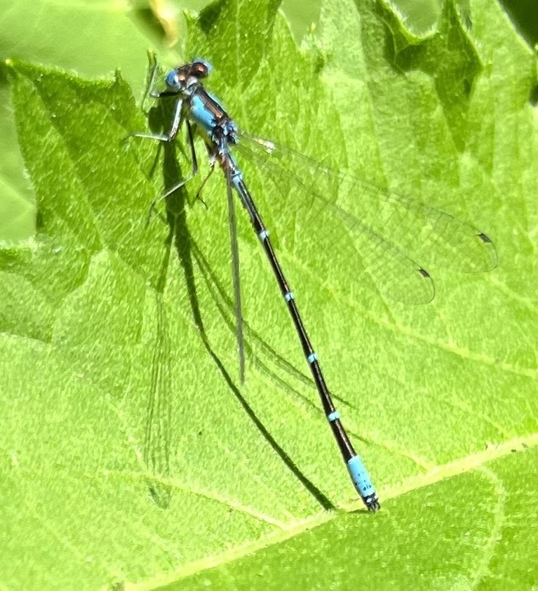 Aurora Damsel from SR-598, Crestline, OH, US on May 26, 2023 at 01:03 ...