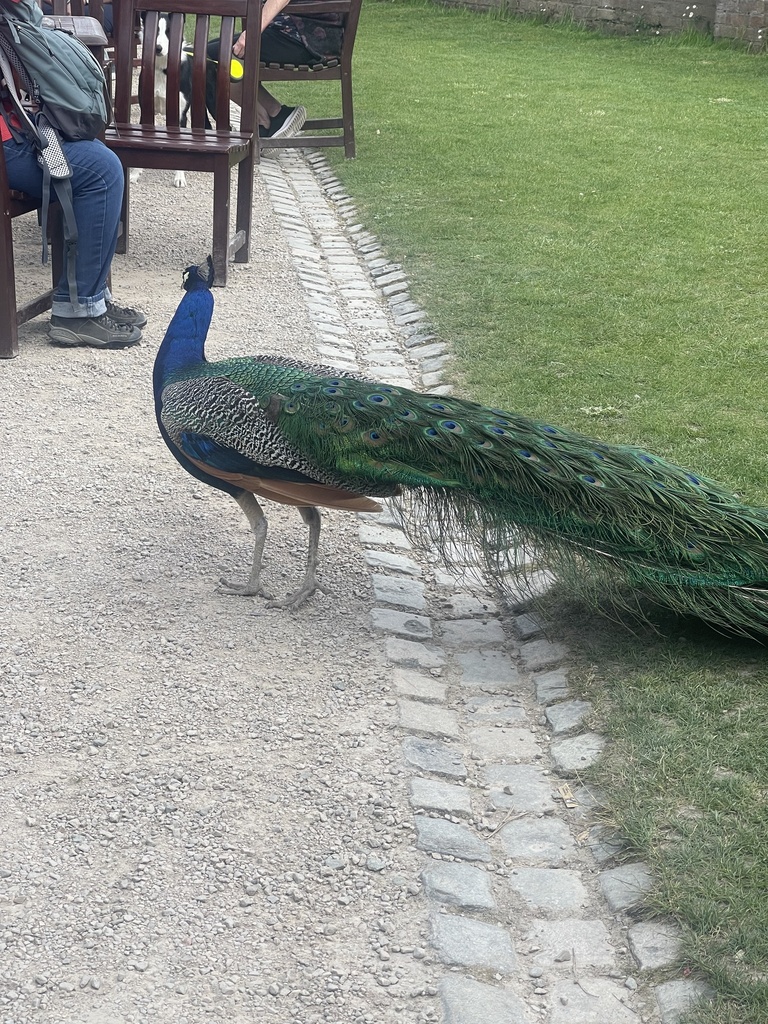 Indian Peafowl from Powis Castle and Garden, Welshpool, Wales, GB on ...