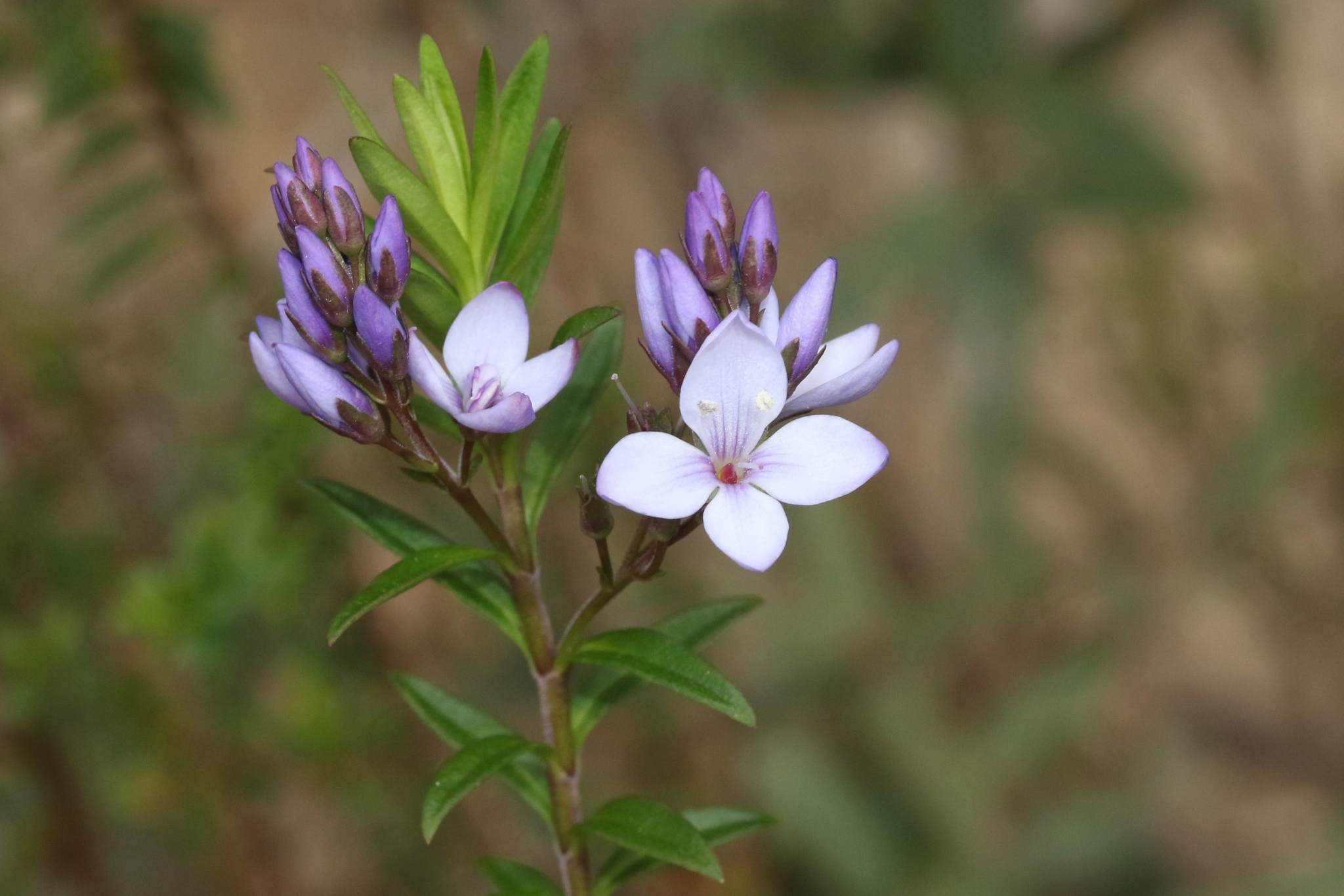 Veronica formosa R.Br.