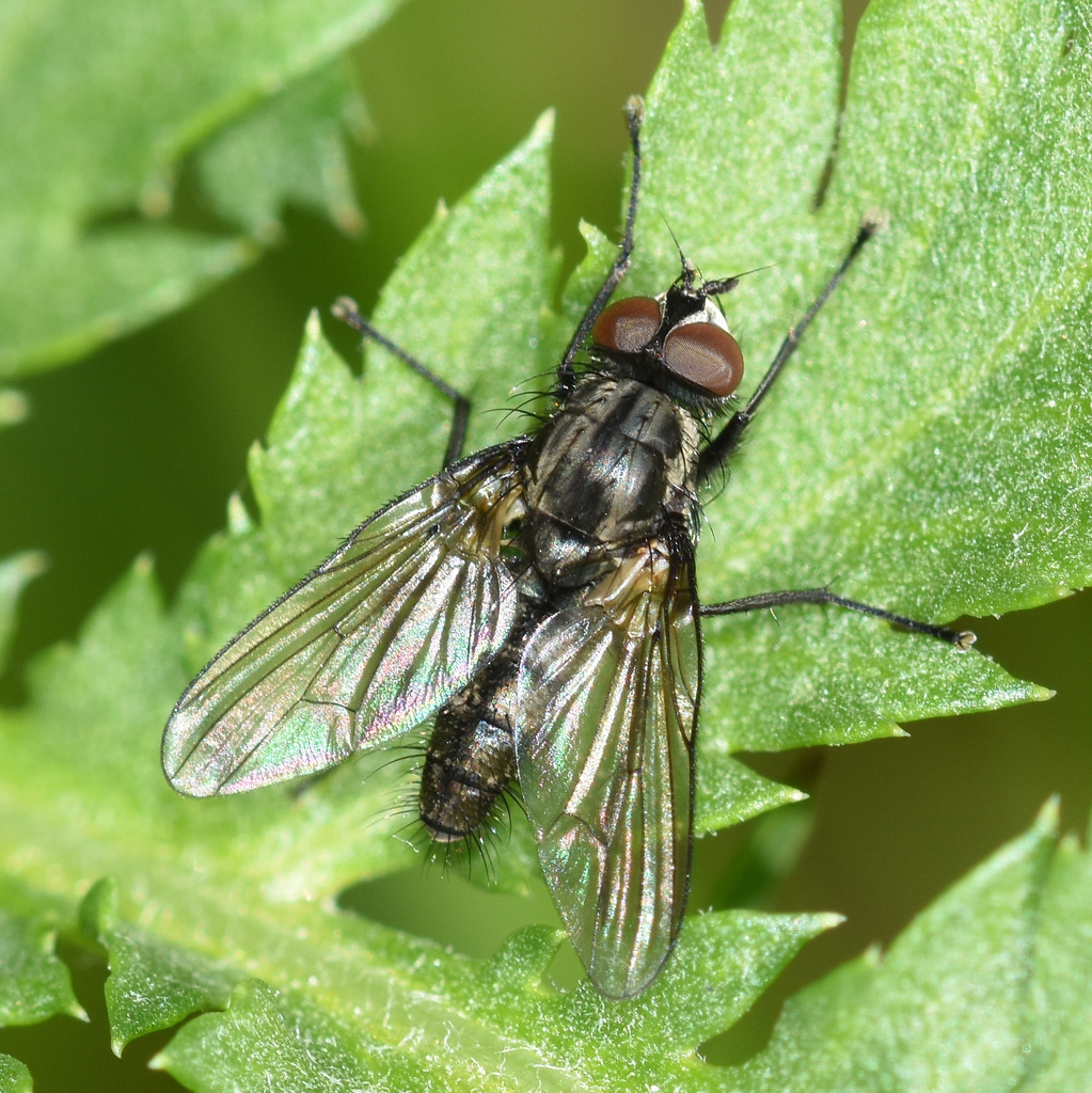 Root-maggot Flies from 55-010 Siechnice, Poland on May 3, 2023 at 03:55 ...