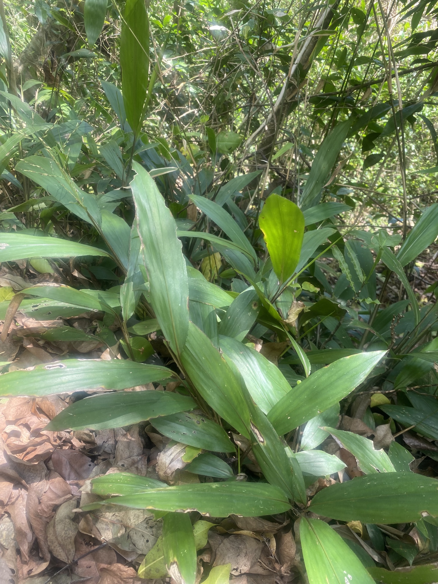 Pharus lappulaceus Aubl.