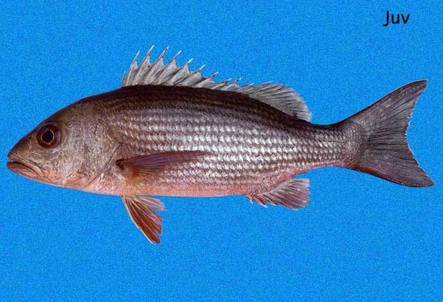 Mullet Snapper (Lutjanus aratus) - Marine Life Identification