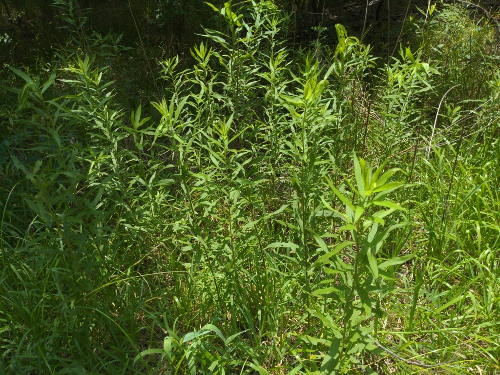 Solidago subsect. Triplinerviae from Bailey's Prairie, TX 77515, USA on ...