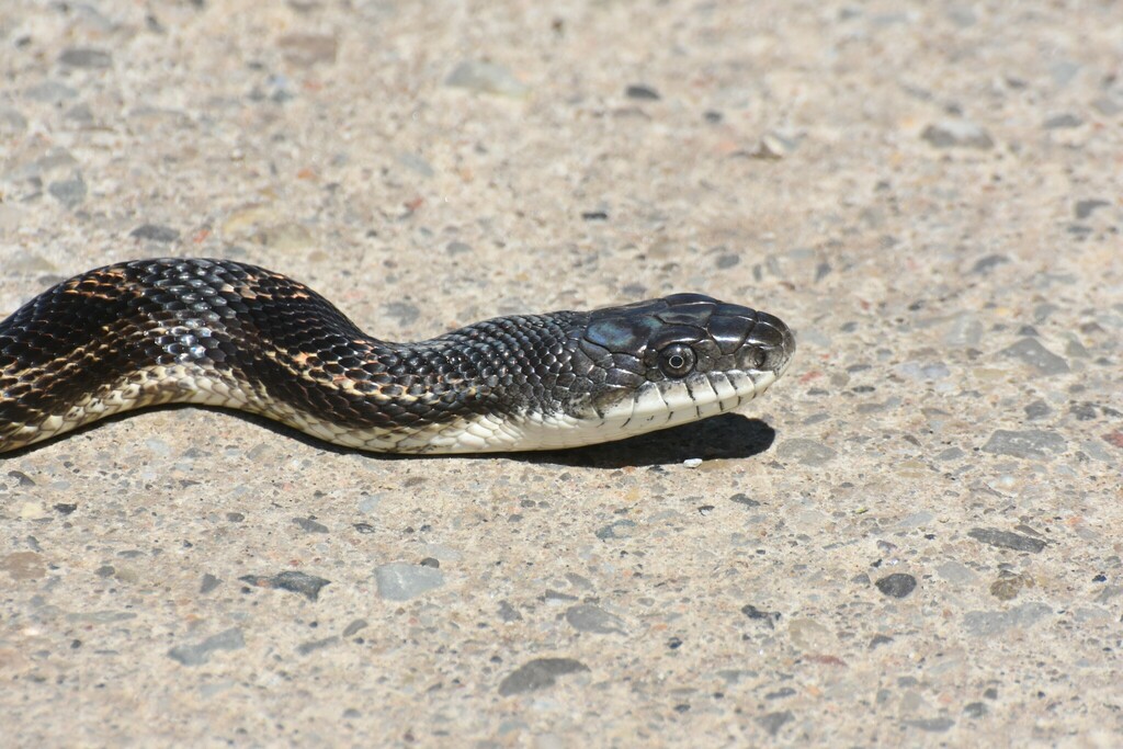 Gray Ratsnake in May 2023 by Jim Thompson · iNaturalist