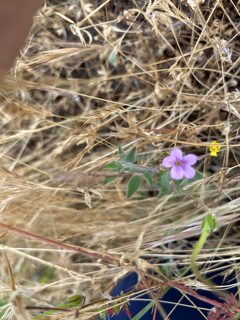 Mediterranean Stork's-bill from Mt. Burdell Open Space Preserve, Novato ...