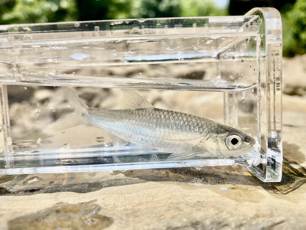 Emerald shiner from Middle Fork Illinois Bayou, Hector, AR, US on May ...