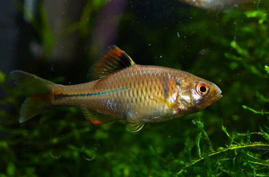 Rhodeus sinensis from 河南, , 河南, CN on March 22, 2013 at 11:04 AM by ...