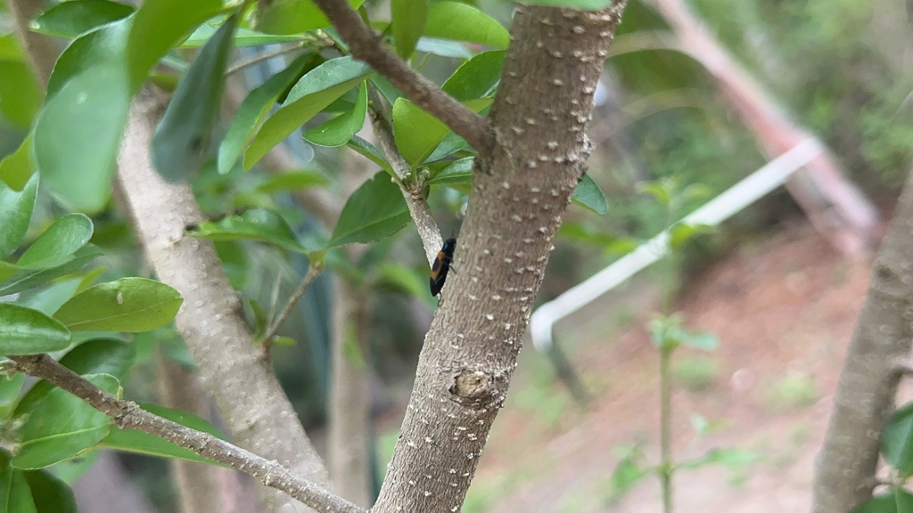 Water, Rove, Scarab, Long-horned, Leaf, and Snout Beetles from Valrico ...