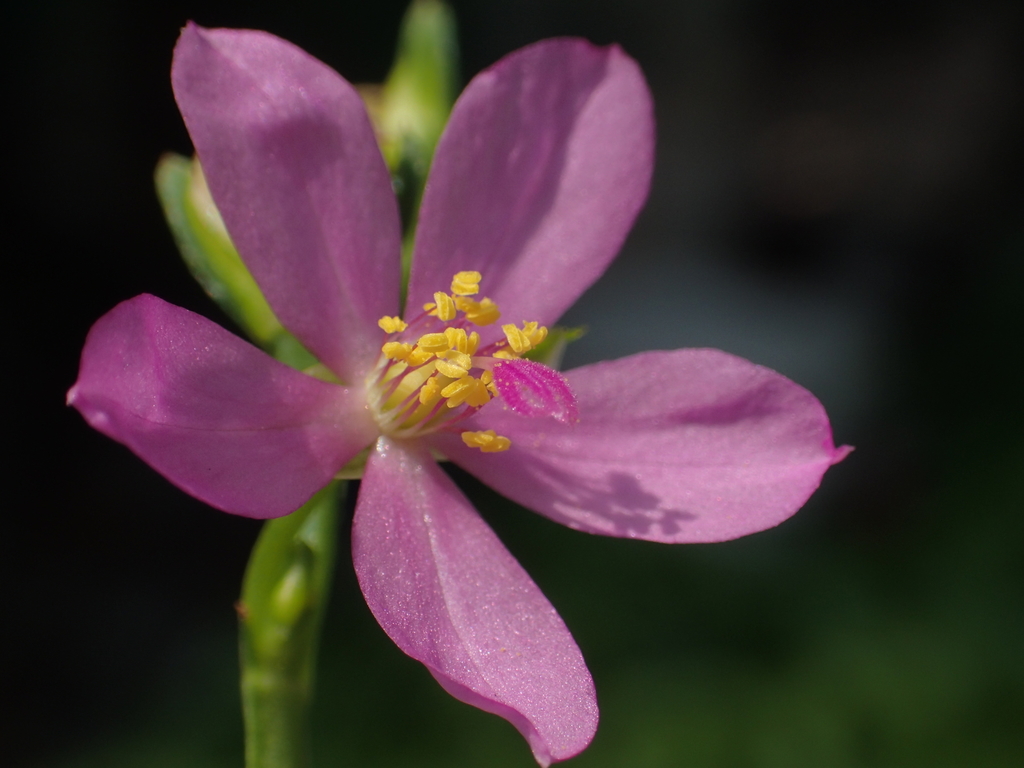 Philippine spinach (Native plants of Montserrat) · iNaturalist
