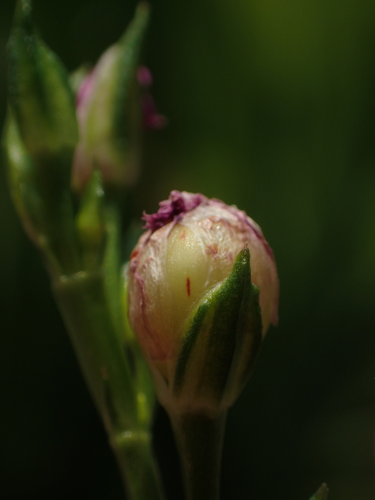 Philippine spinach (Talinum fruticosum) - Botanical Realm