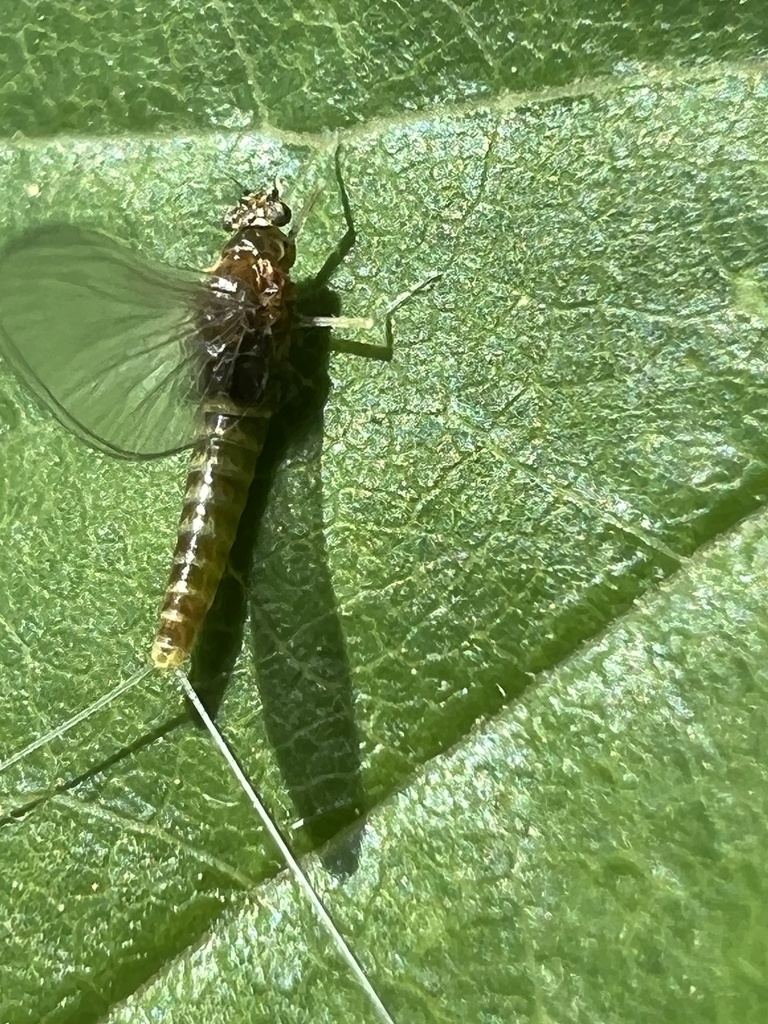 Plauditus from Great Falls Park, McLean, VA, US on May 25, 2023 at 02: ...