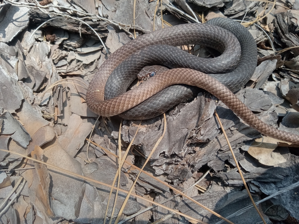 Coachwhip from Provencal, LA 71468, USA on May 26, 2023 at 12:44 PM by ...