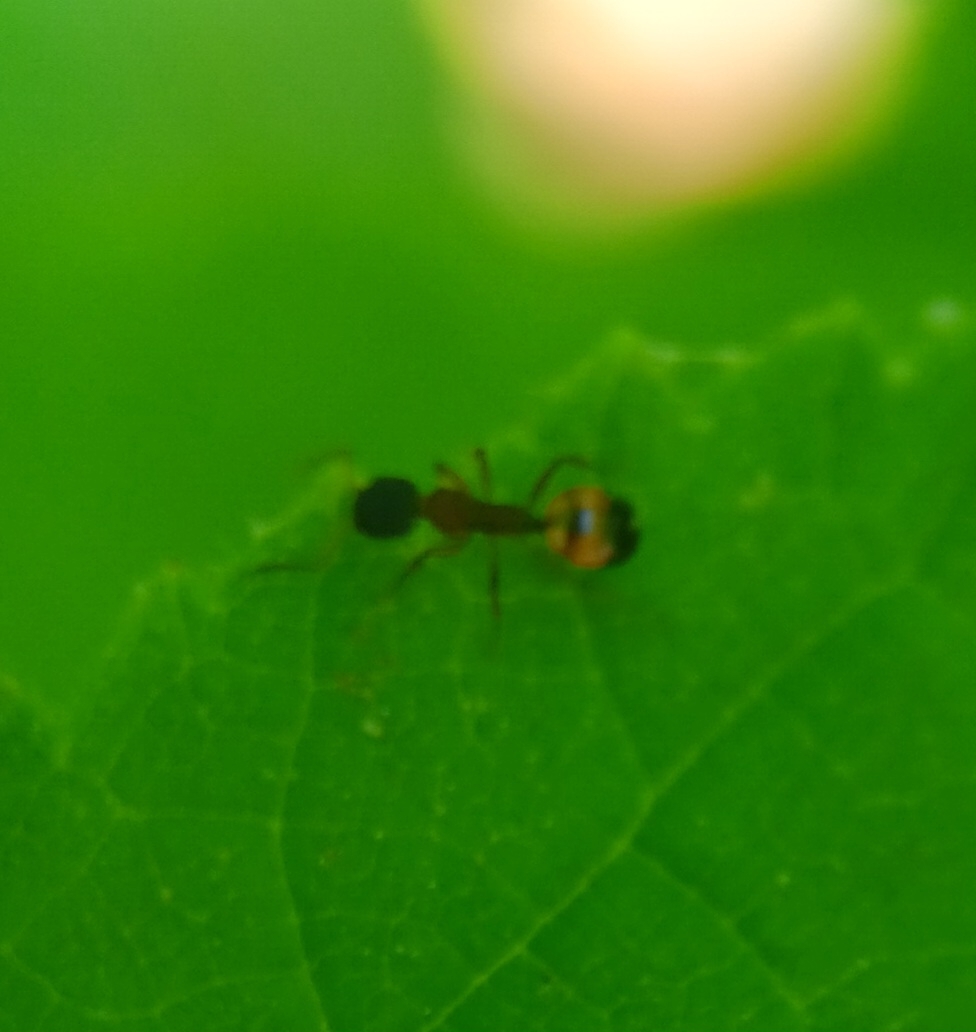 Dolichoderus plagiatus (Mayr, 1870)