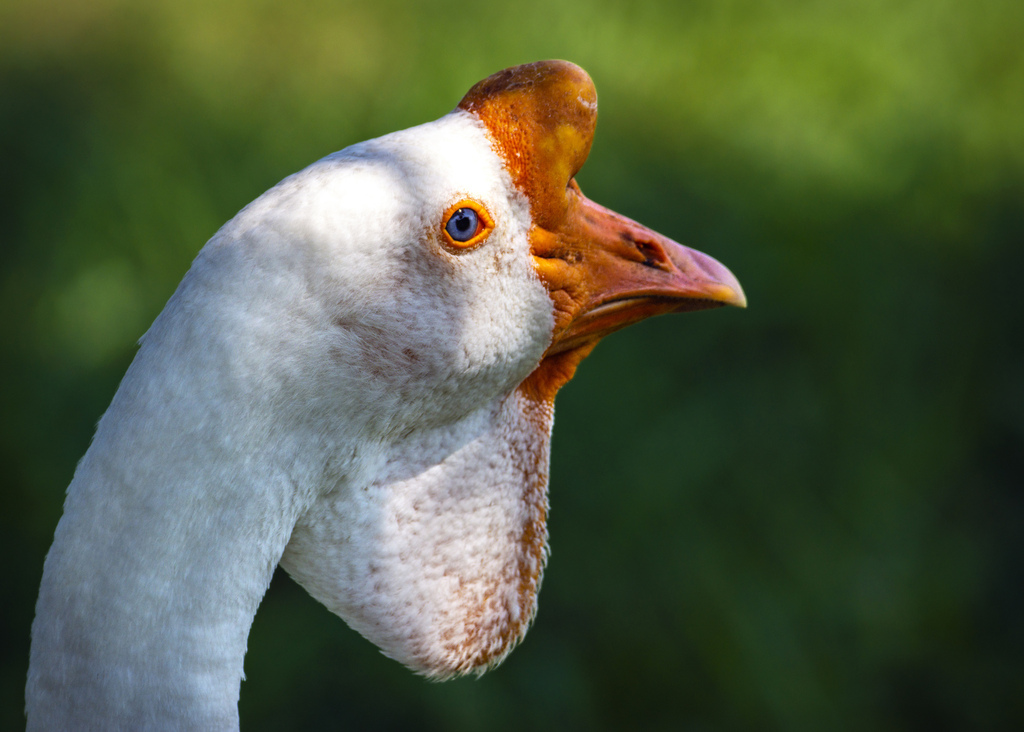 Domestic Swan Goose from Brazoria County, TX, USA on May 26, 2023 at 10 ...