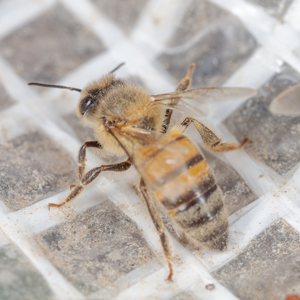 Western Honey Bee from Wooten, Austin, TX, USA on May 1, 2023 at 08:40 ...