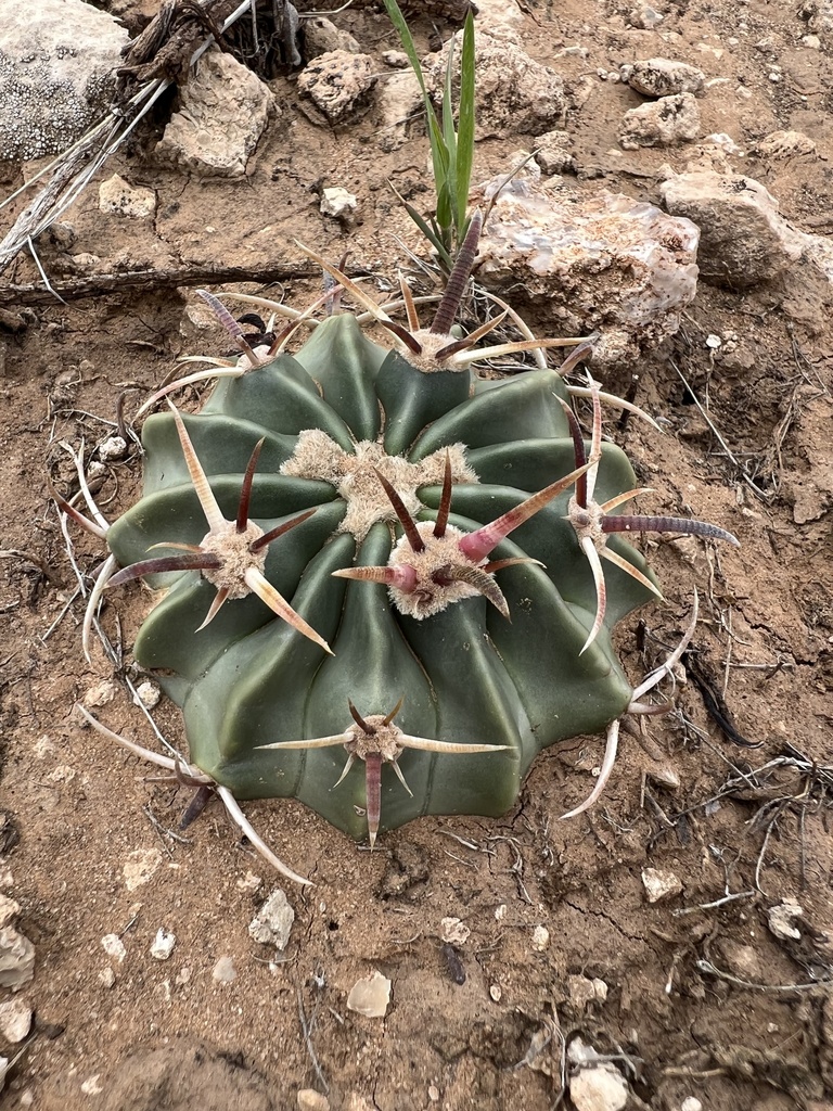 Horse Crippler Cactus from Lenorah, TX, US on May 26, 2023 at 01:08 PM ...