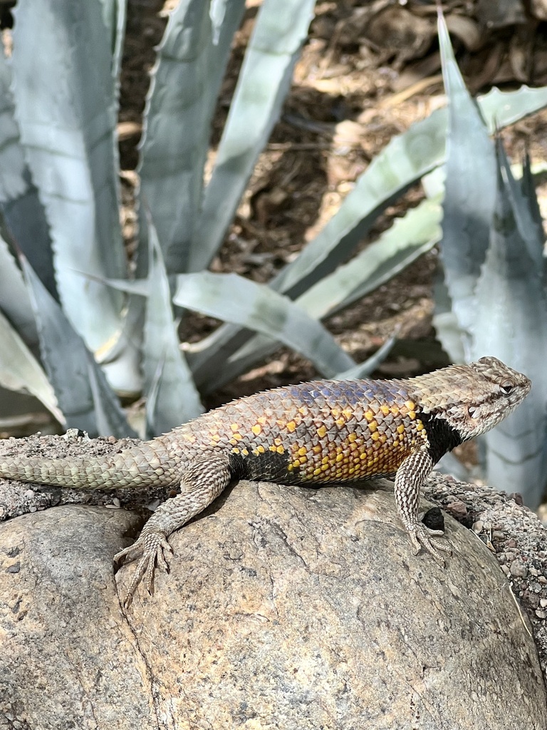 Desert Spiny Lizard from Desert Botanical Garden, Phoenix, AZ, US on ...