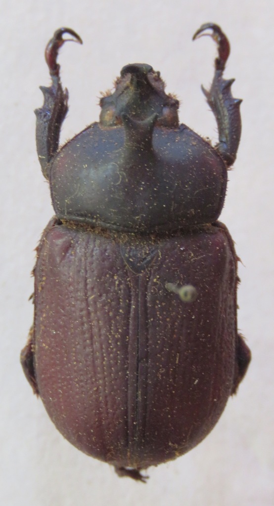 Cyphonistes arrowi from Congo on January 01, 1900 by jmmaes ...