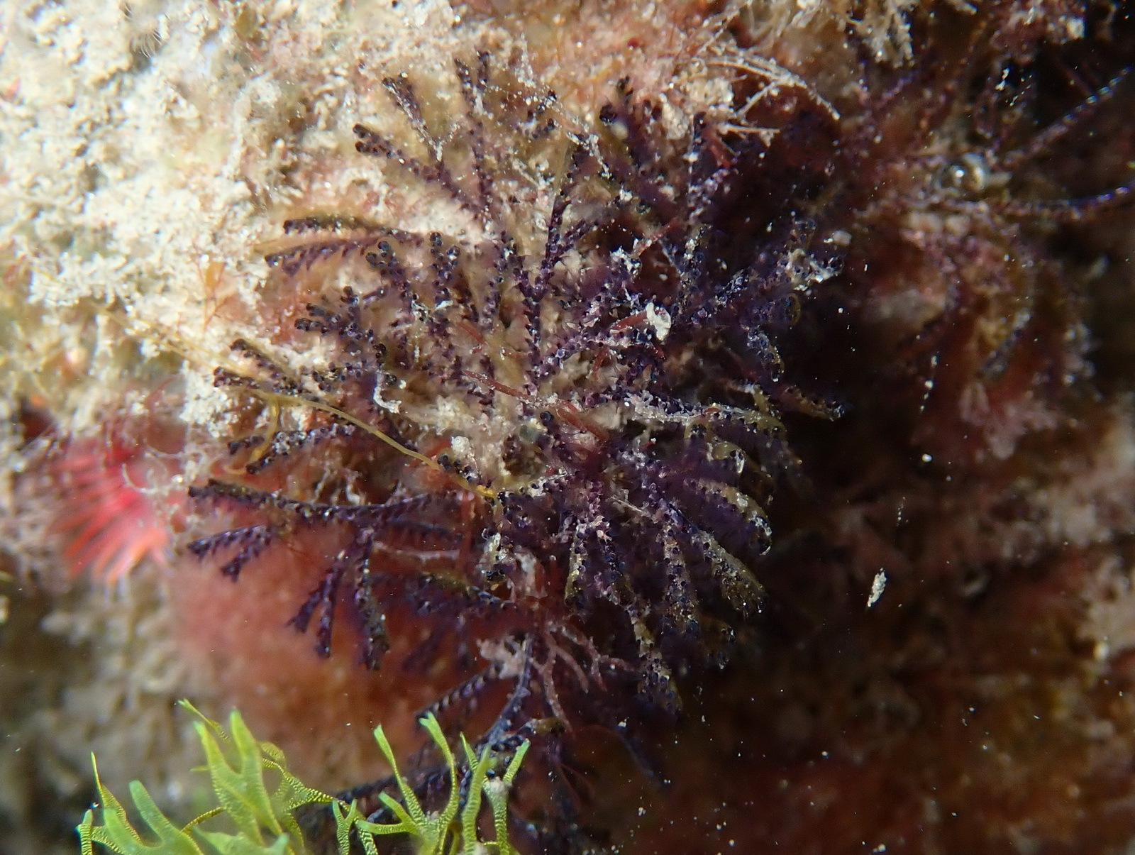 Bugula neritina (Linnaeus, 1758)