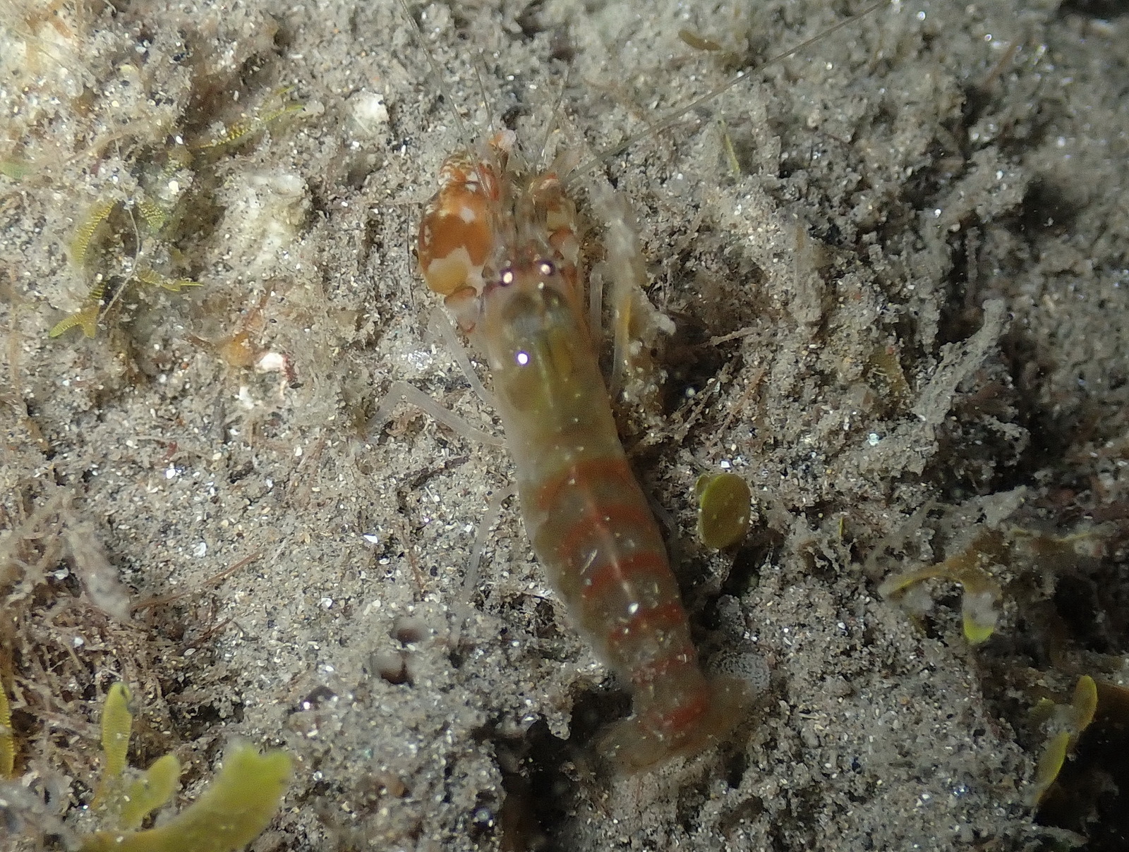Alpheus macrocheles (Hailstone, 1835)
