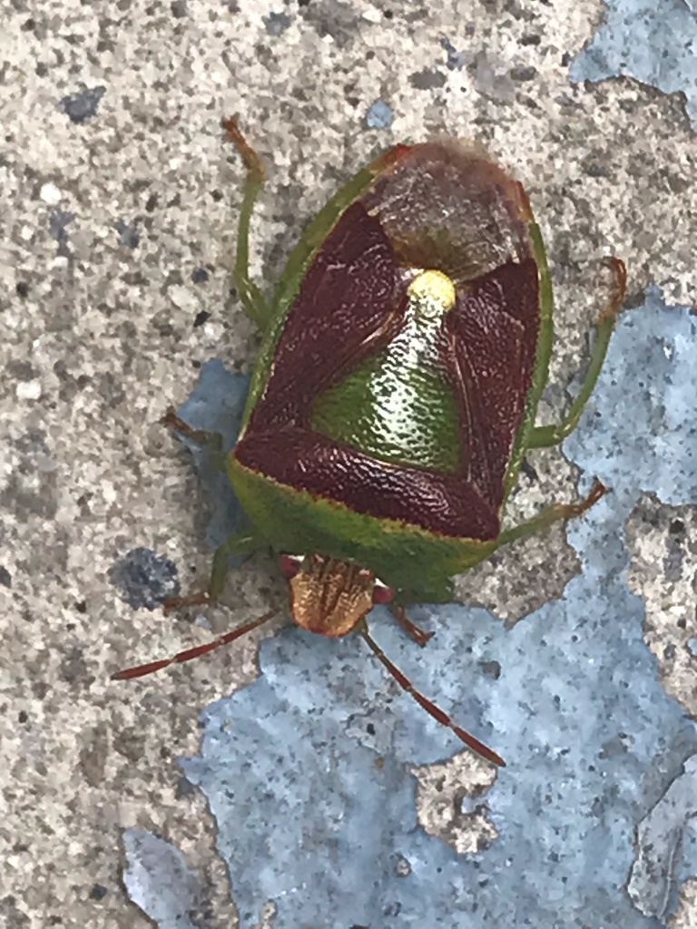 Banasa in May 2023 by canuckamok · iNaturalist