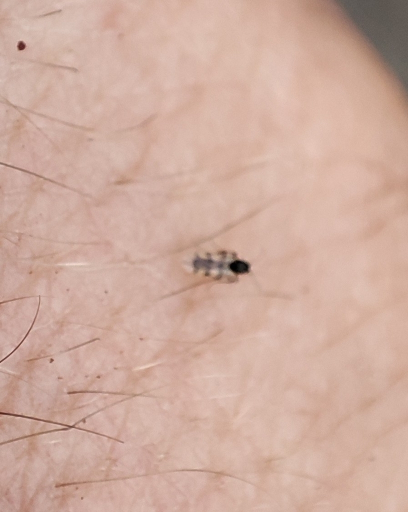 Highland Midge from Hotel Road End, Acharacle PH36 4JP, UK on May 26 ...
