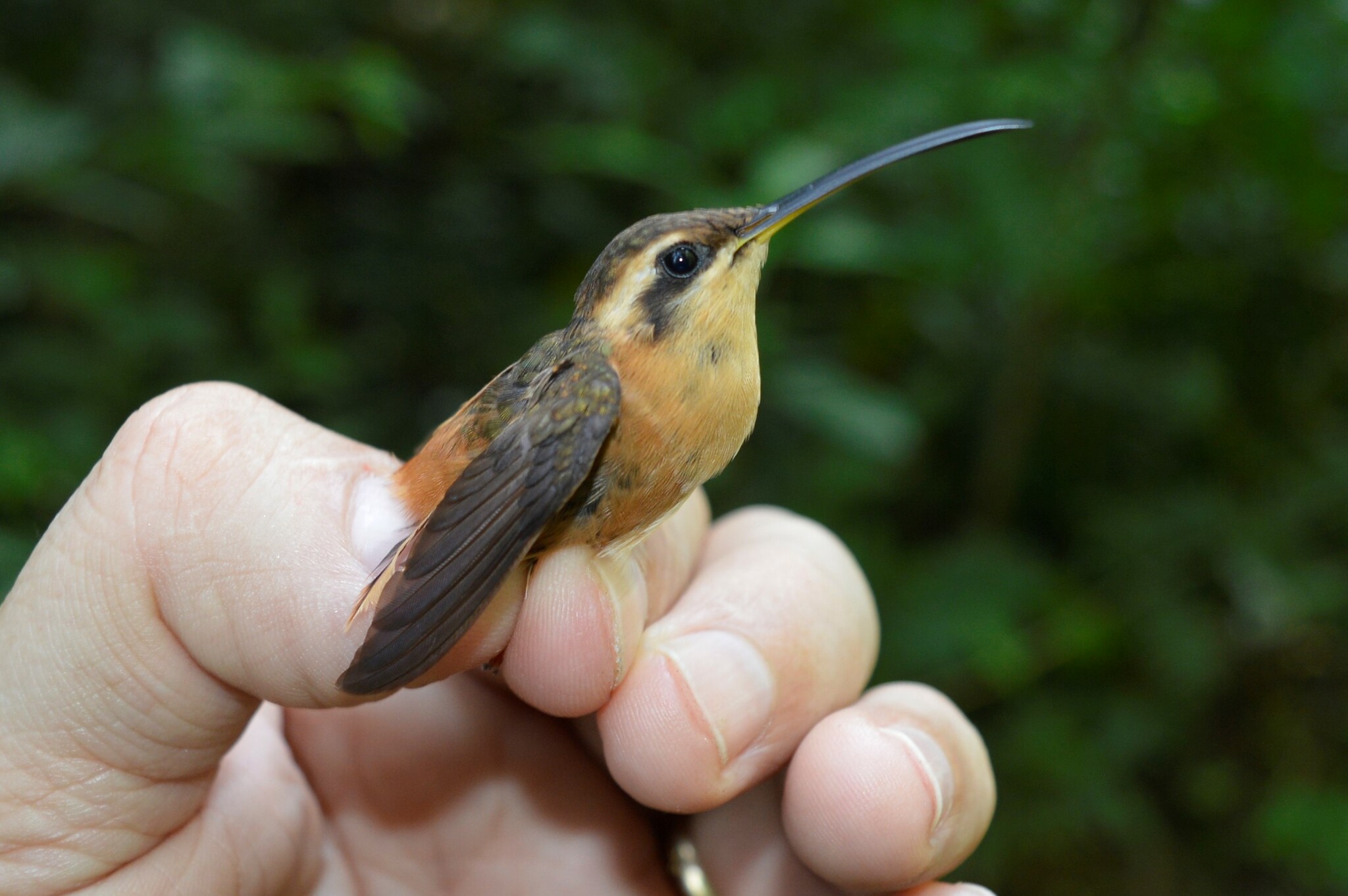 Phaethornis ruber (Linnaeus, 1758)