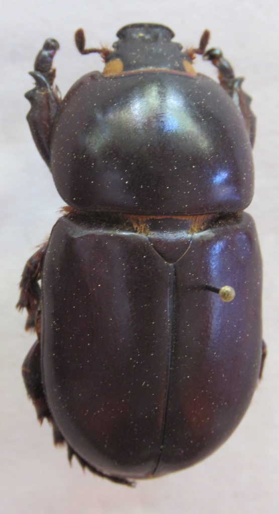 Oryctoderus latitarsis from Australia: New South Wales: South Creek: Mt ...