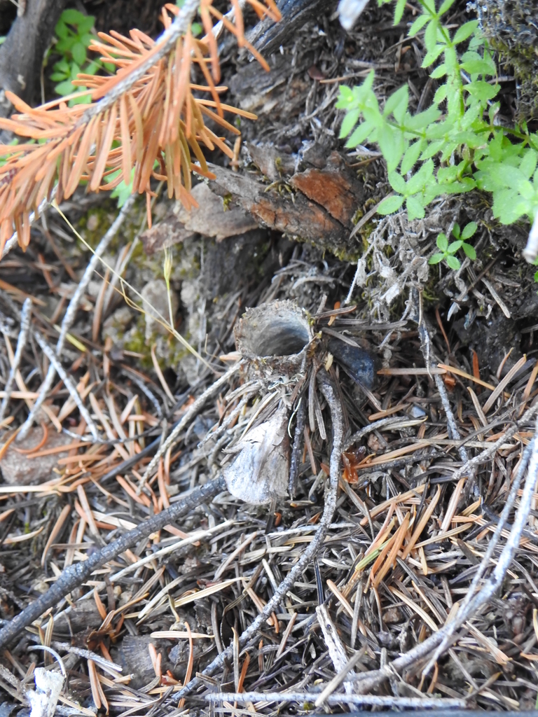 California Turret Spider from Marin County, CA, USA on May 23, 2023 at ...
