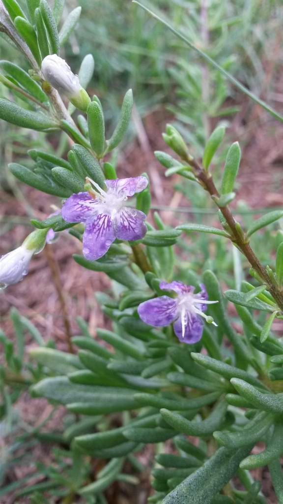 Christmas berry from Biolab Road, Titusville, FL 32780, USA on November ...