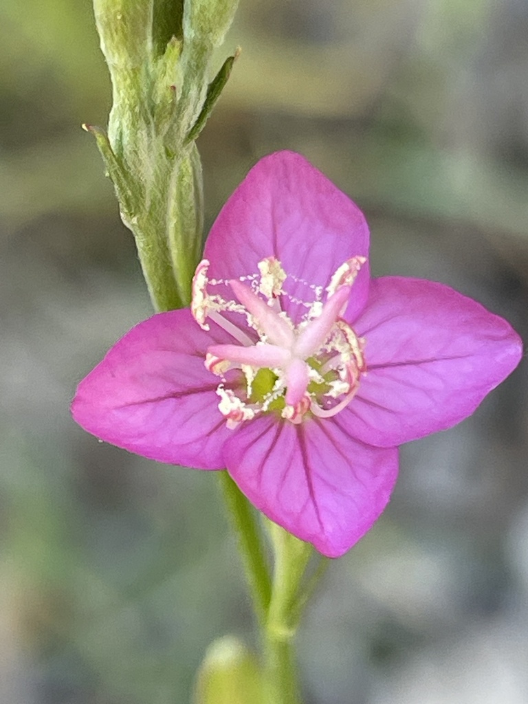 rose evening primrose from Blue Heaven Rd, Patagonia, AZ, US on May 26 ...