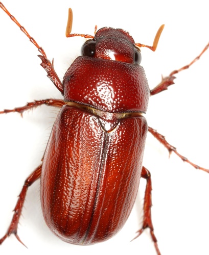 Phyllophaga ignava · iNaturalist