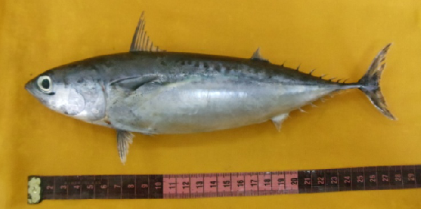 Bullet Tuna (Auxis rochei) - Marine Life Identification