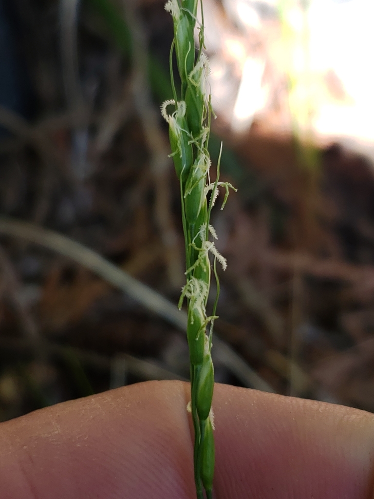 White-grained Mountain-ricegrass from Miller Lake, ON N0H 1Z0, Canada ...