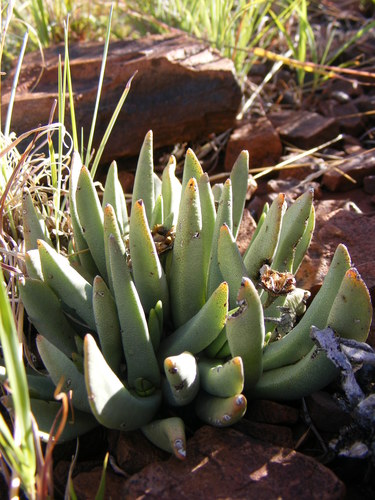 Hereroa wilmaniae · iNaturalist