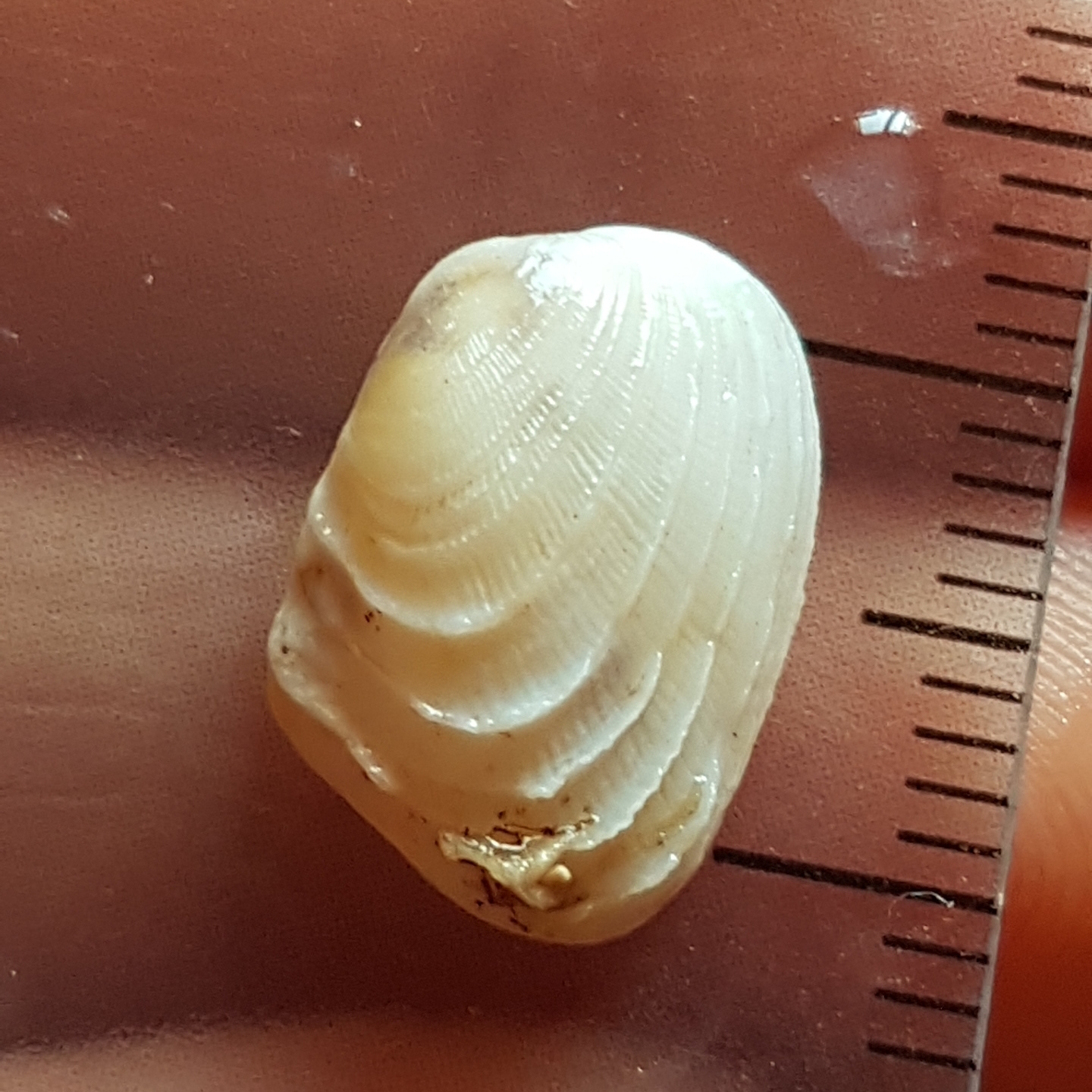 Irus irus (Linnaeus, 1758)