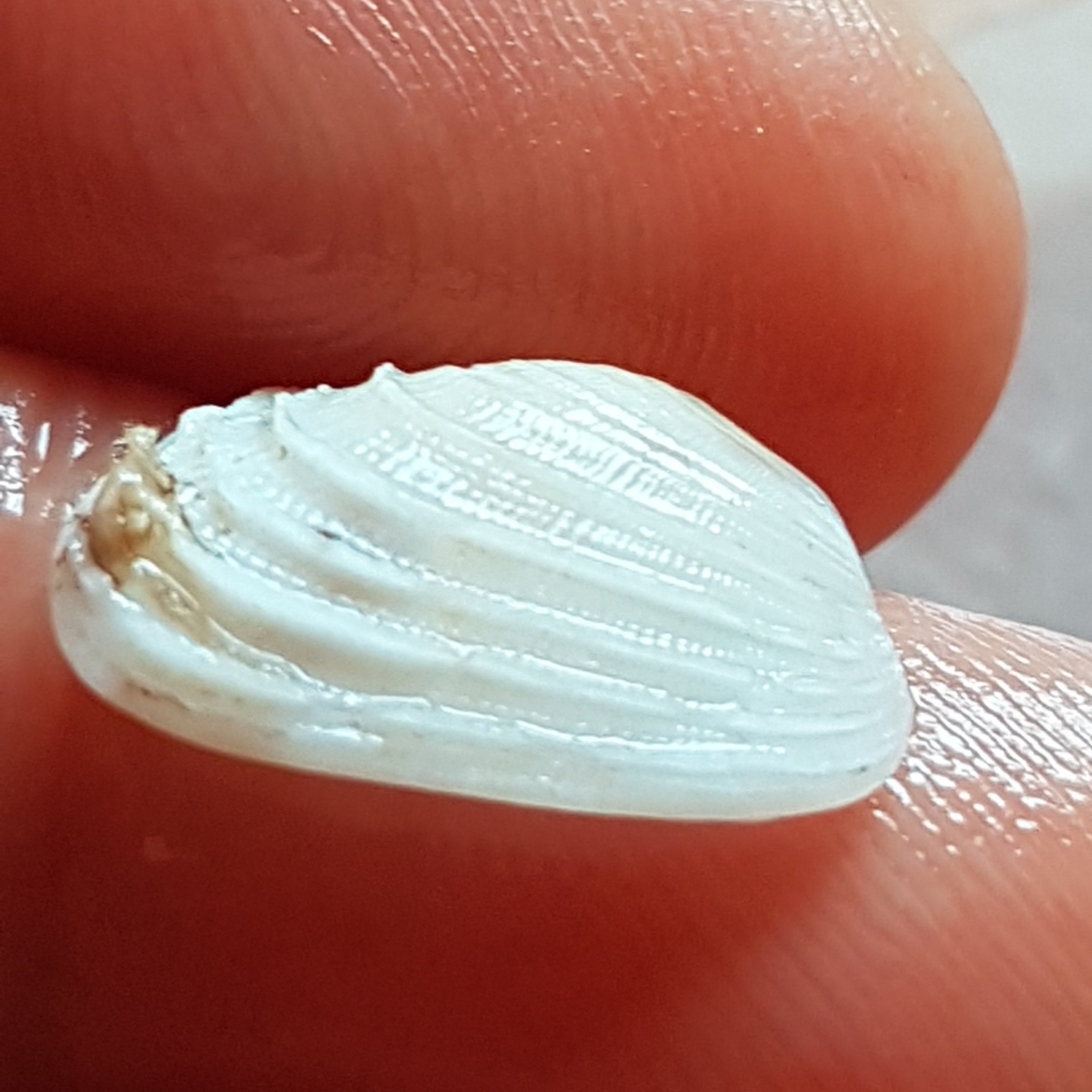 Irus irus (Linnaeus, 1758)