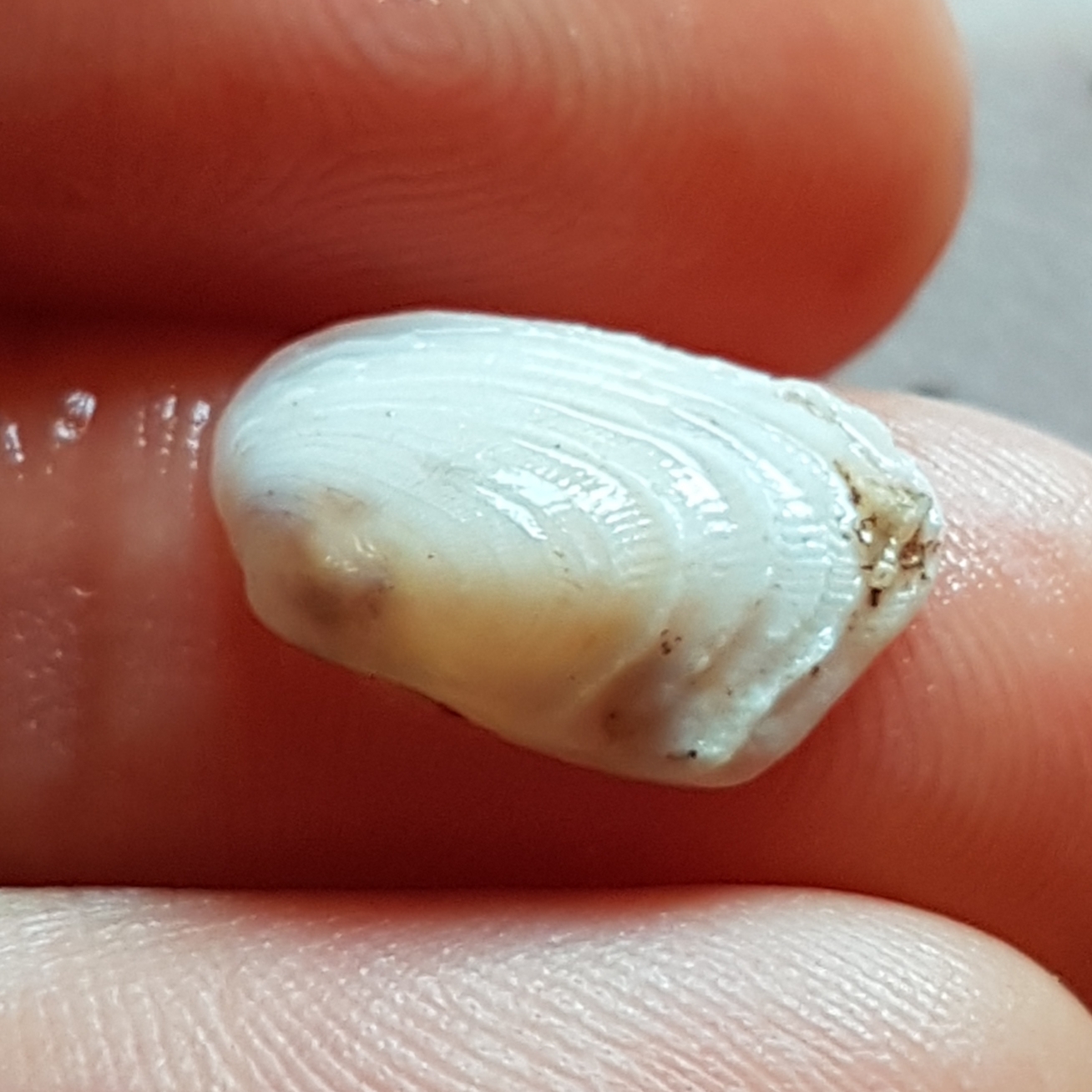 Irus irus (Linnaeus, 1758)