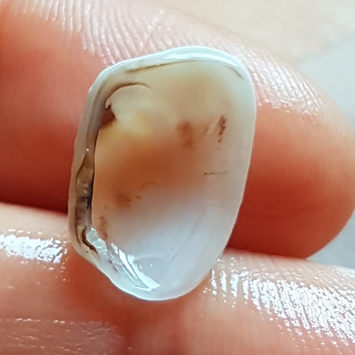 Irus irus (Linnaeus, 1758)