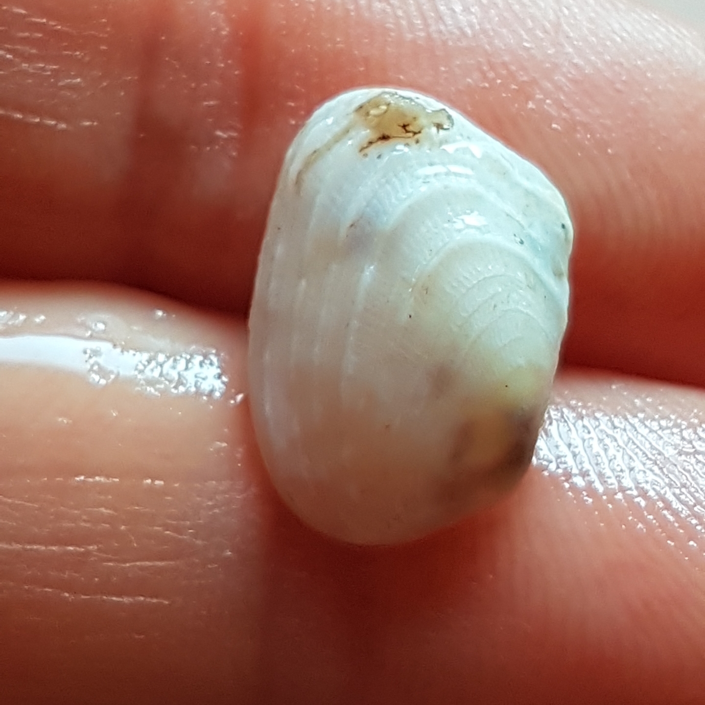 Irus irus (Linnaeus, 1758)