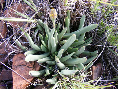 Hereroa wilmaniae · iNaturalist United Kingdom