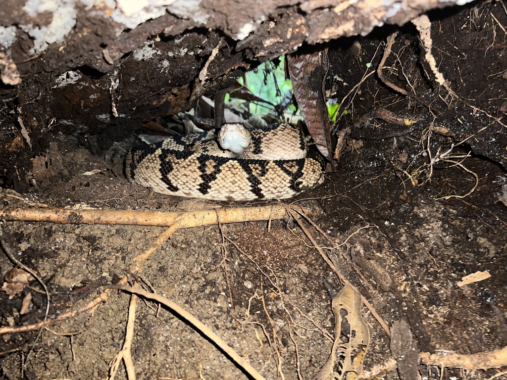 Black-headed Bushmaster in May 2023 by Jeremy P. · iNaturalist
