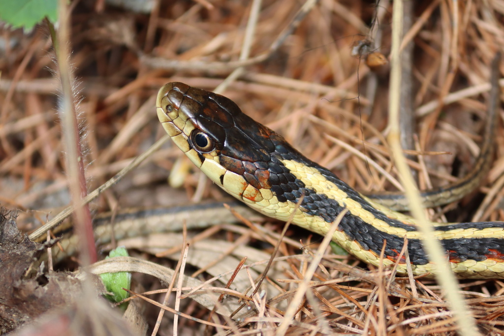 Valley Garter Snake from McCall, ID, US on May 25, 2023 at 09:59 AM by ...