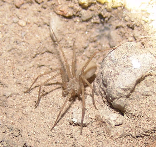 Araña Violinista de los Apaches (Loxosceles apachea)