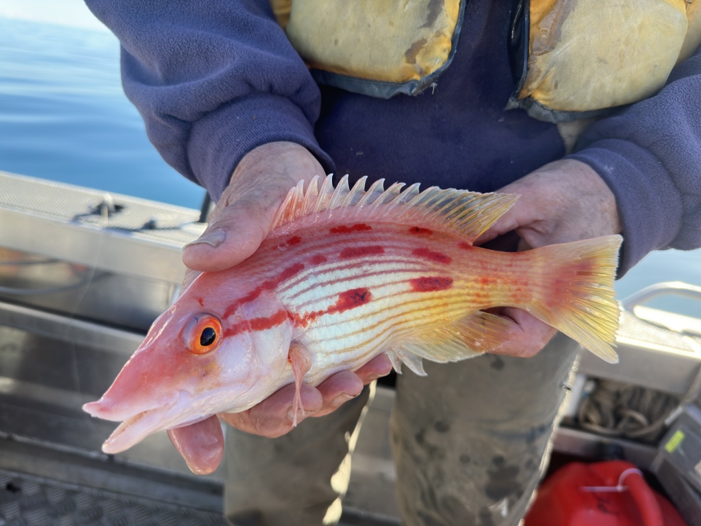 Eastern Pigfish from South Pacific Ocean, Waitemata and Gulf Ward ...