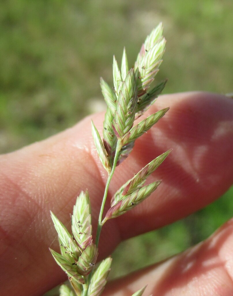 Red Lovegrass from Powderhorn WMA, Calhoun County, TX, USA on May 19 ...