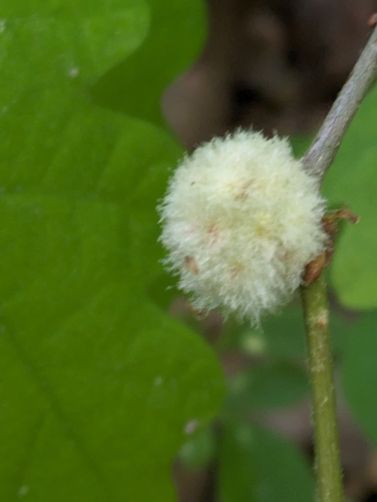 Wool Sower Gall Wasp from Rome, NY, USA on May 26, 2023 at 04:29 PM by ...