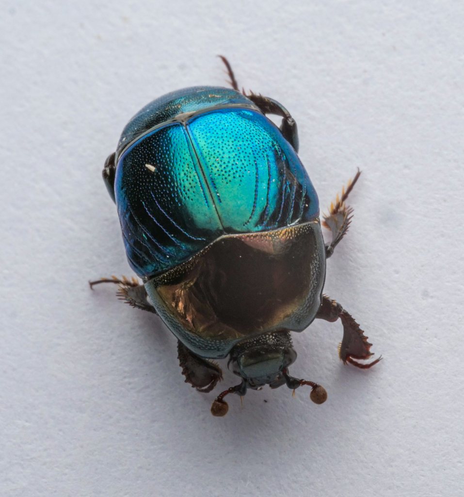 Saprinus from Lotus Creek QLD 4705, Australia on May 8, 2023 at 01:14 ...